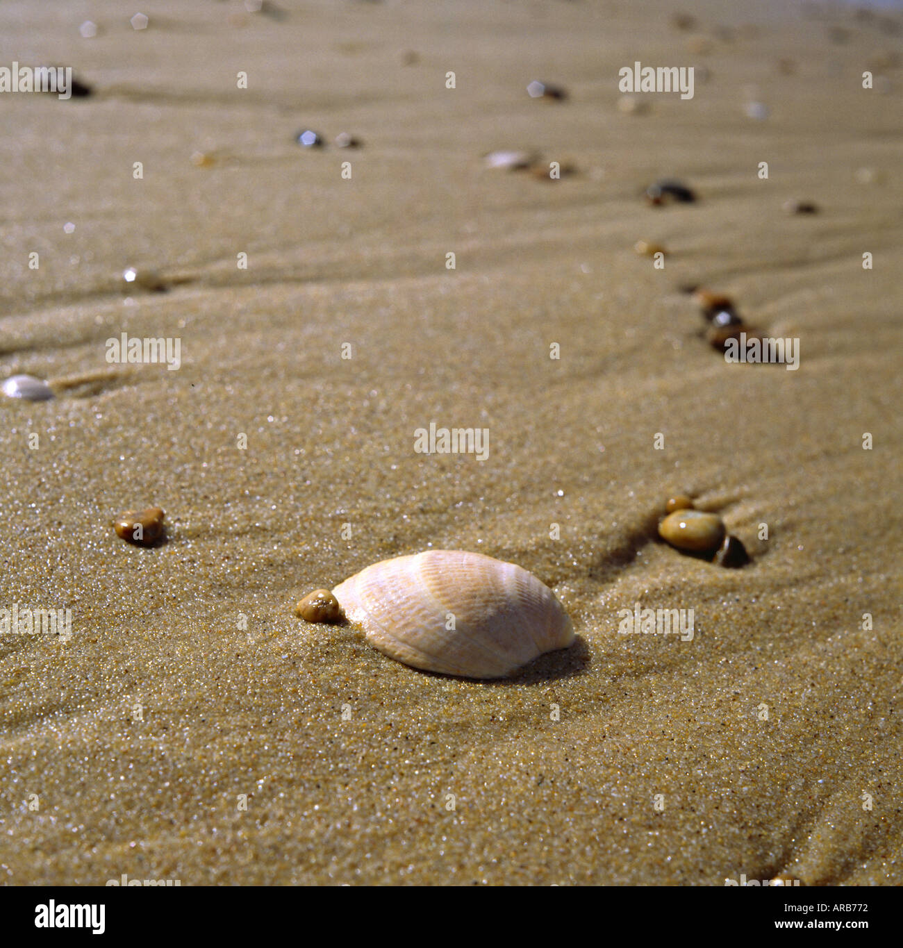 mussels and stones in sand Stock Photo - Alamy