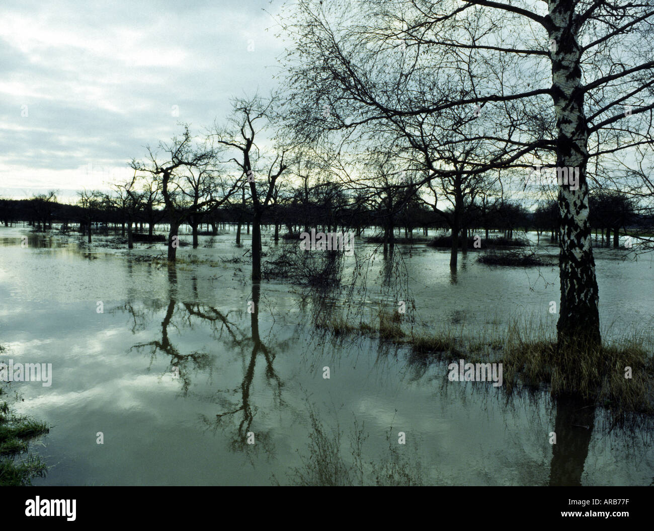 mead landscape during high tide high water in winter by the river Lahn ...