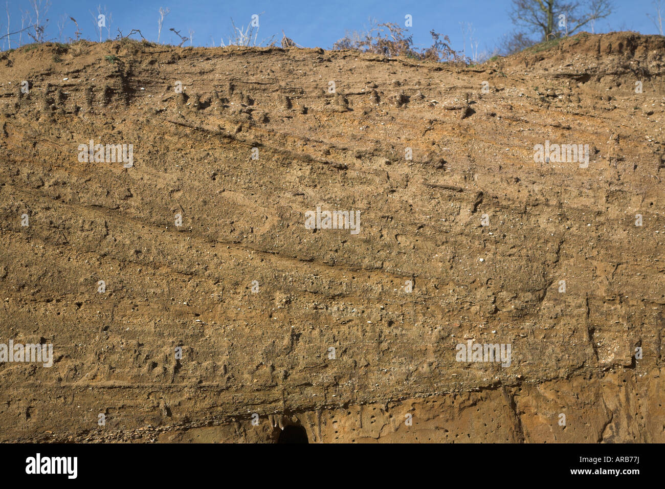 Cross bedding in sandy marine sediments in quarrry cross section ...