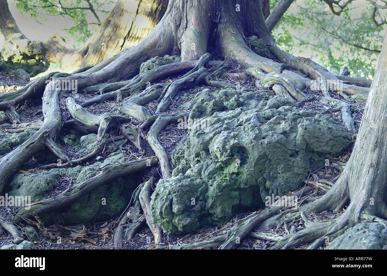 Cedar Tree Roots Stock Photo - Alamy