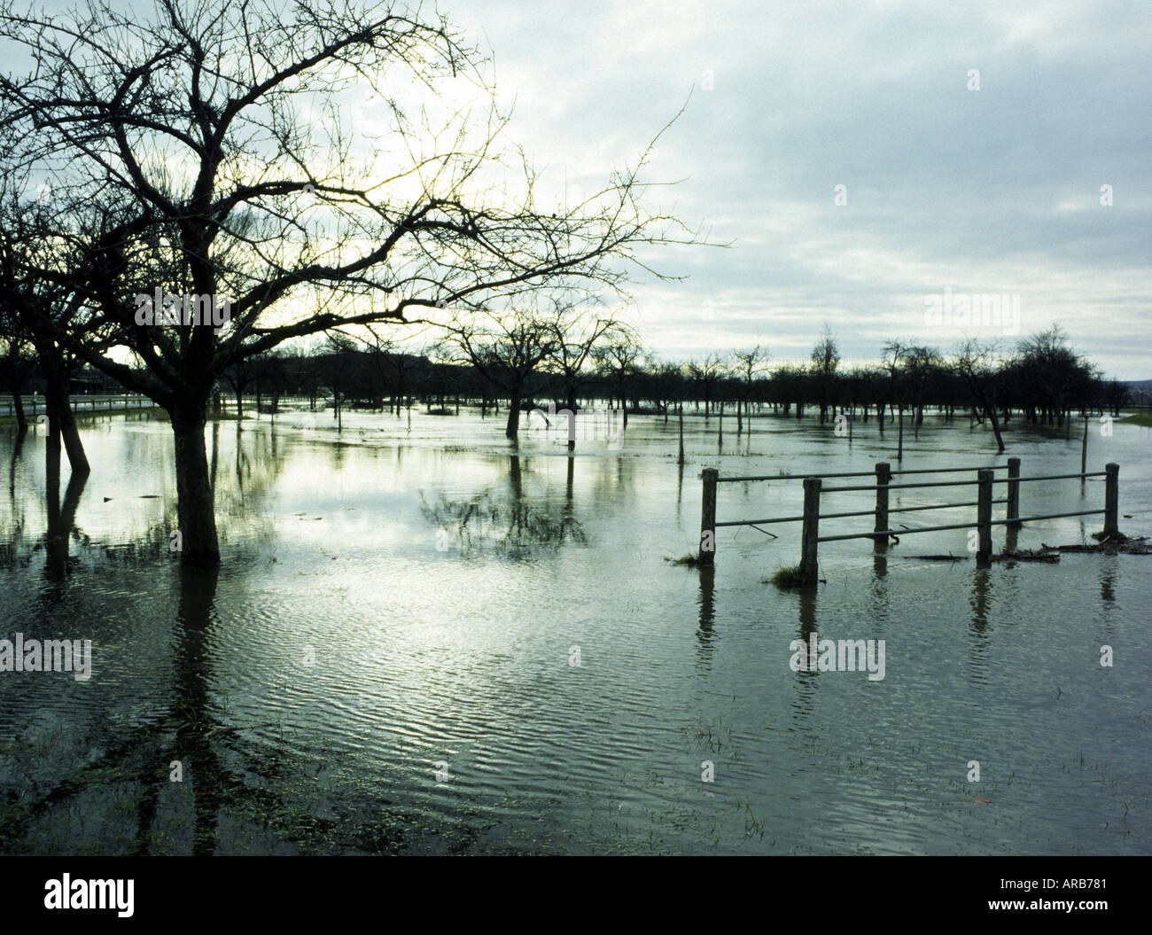 mead landscape during high tide high water in winter by the river Lahn ...