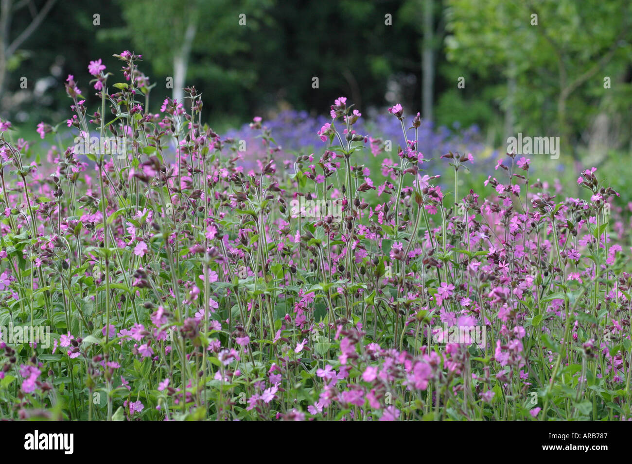 A man made wild flower meadow Stock Photo - Alamy