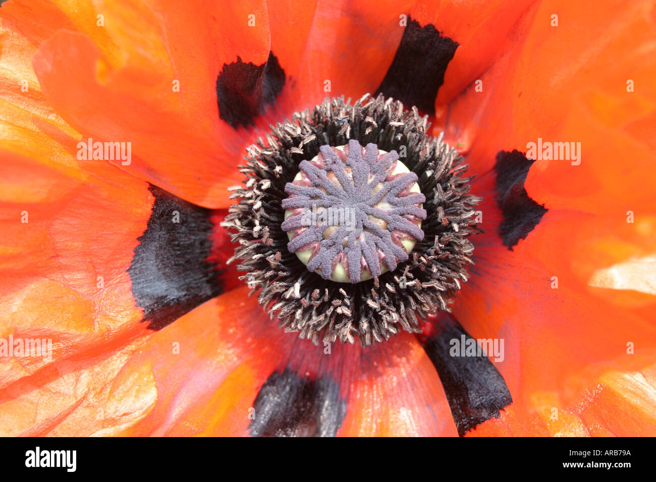 Centre of a poppy hi-res stock photography and images - Alamy