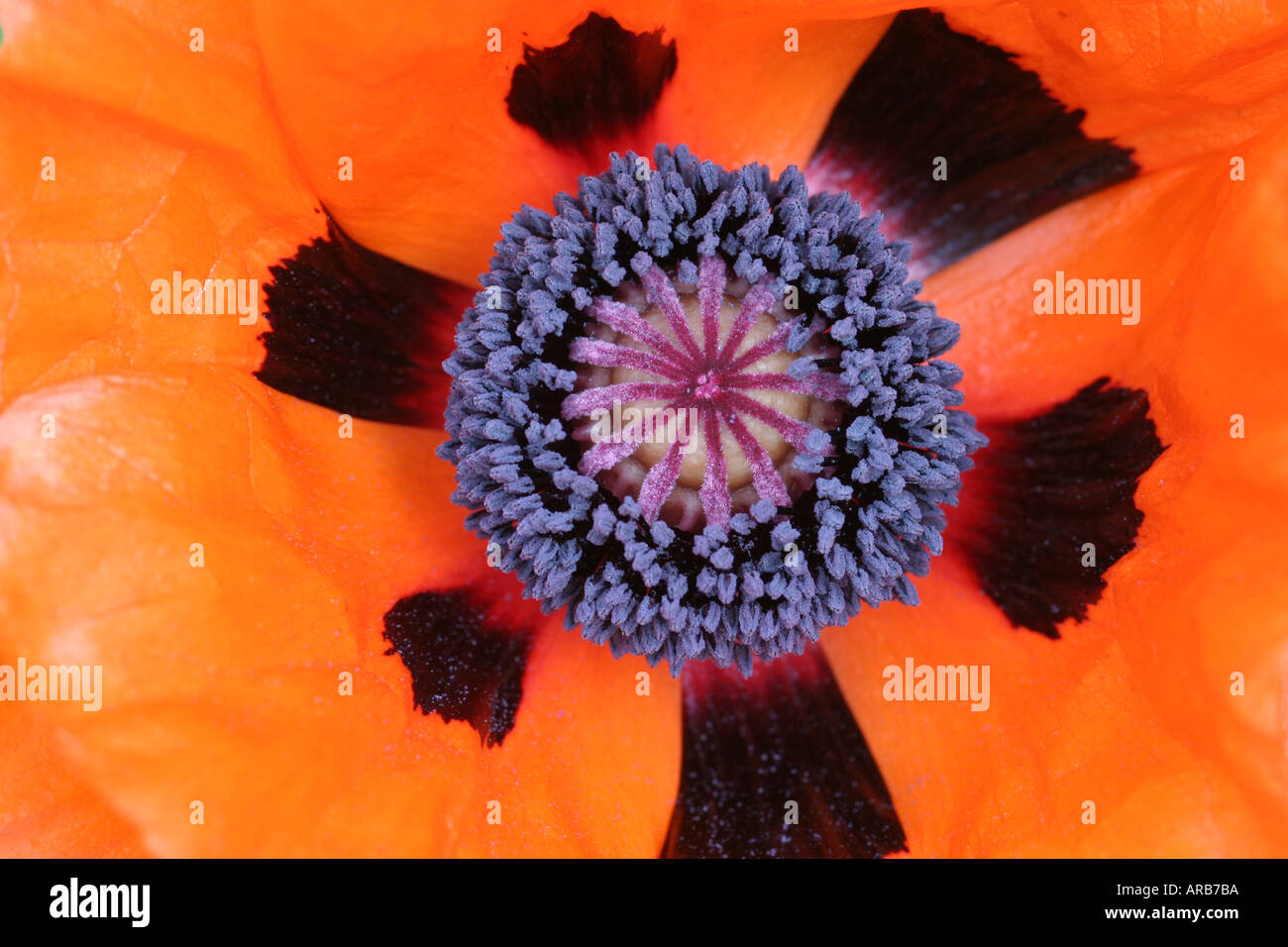Centre of a poppy hi-res stock photography and images - Alamy