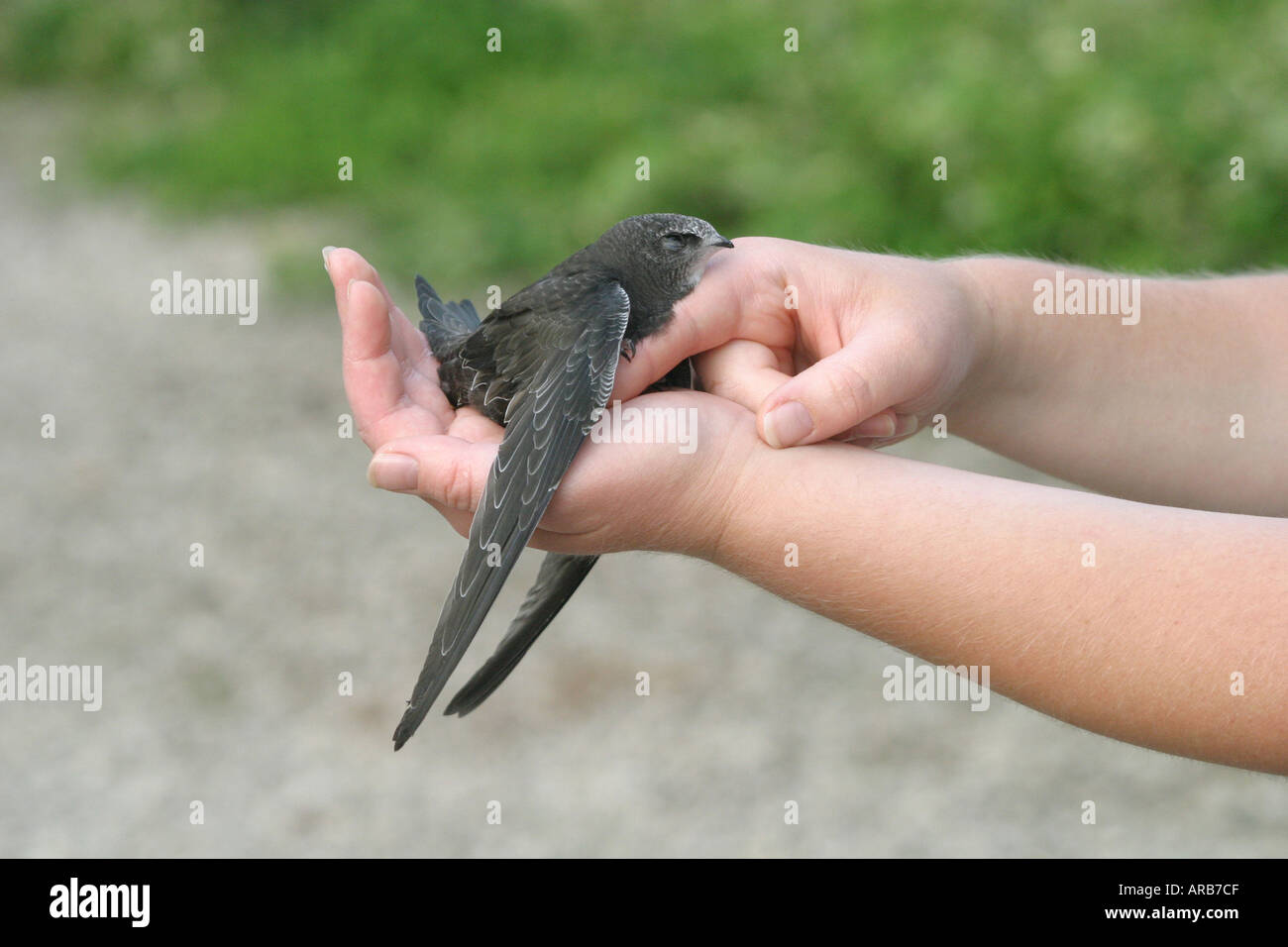 A young swift on its first excursion from the nest Stock Photo - Alamy