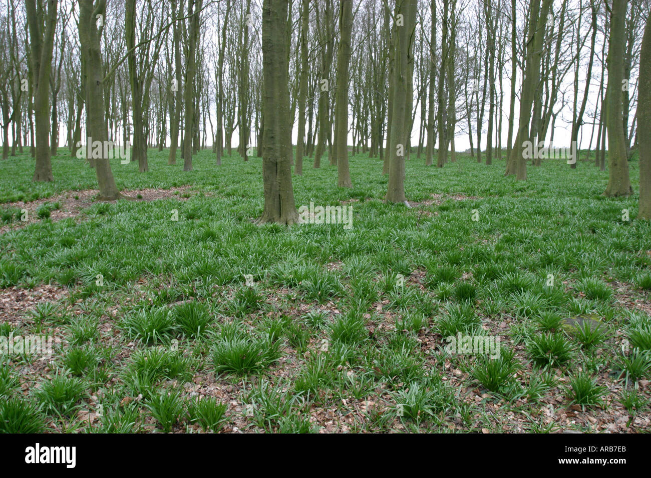 Beech trees in a bluebell wood in early spring Stock Photo - Alamy
