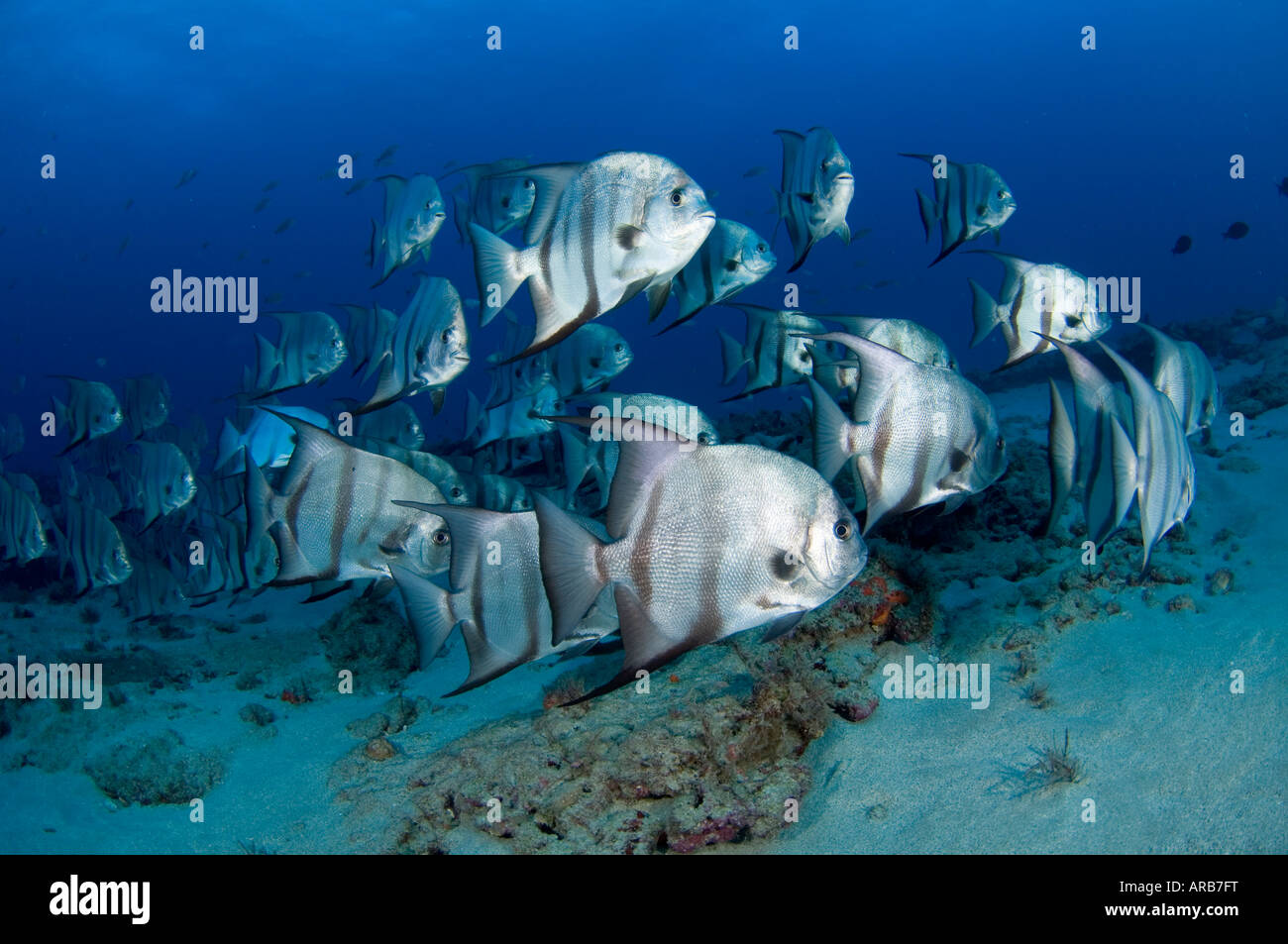 Spadefish school hi-res stock photography and images - Alamy