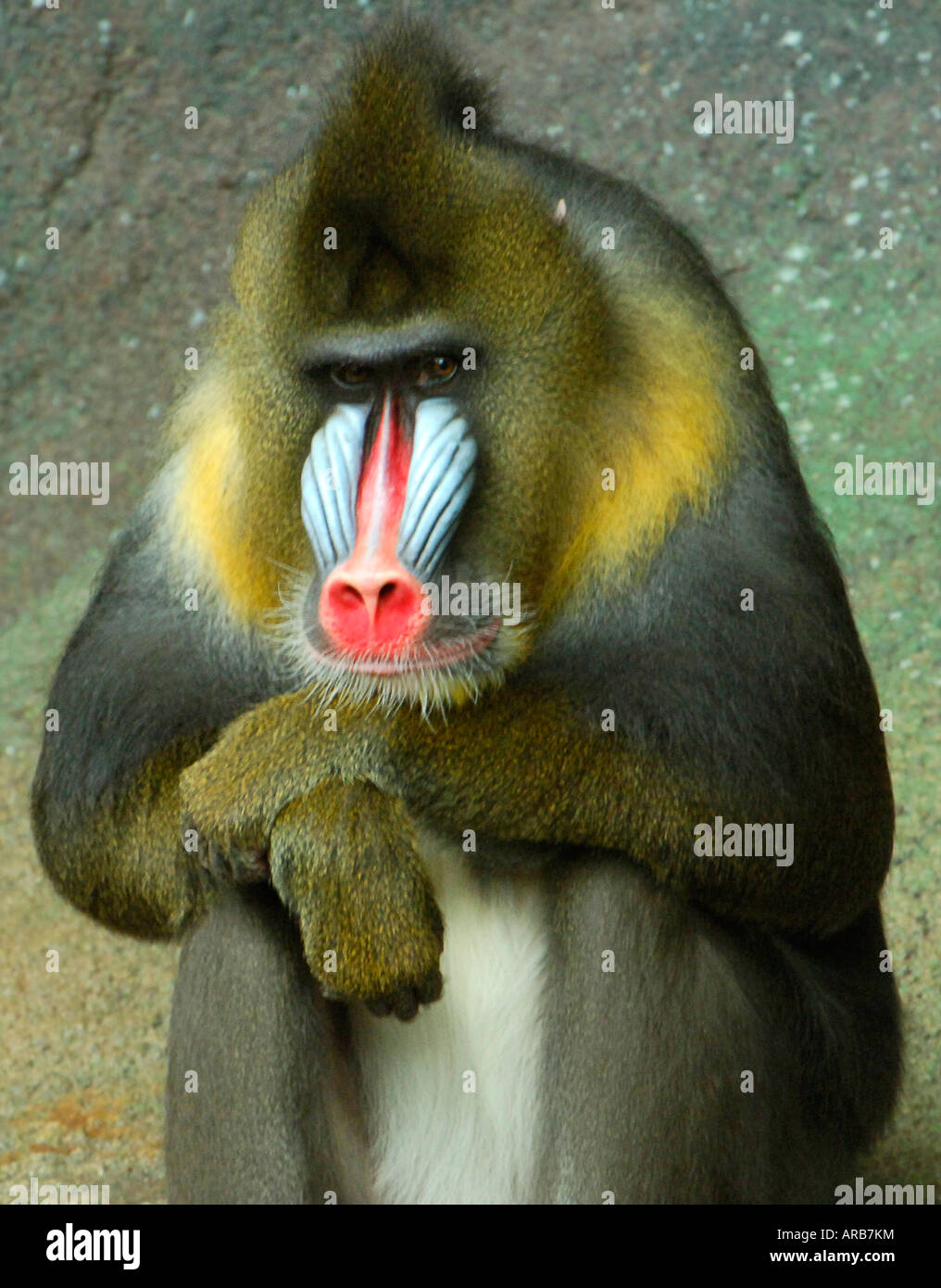 Mandrill animal hi-res stock photography and images - Alamy