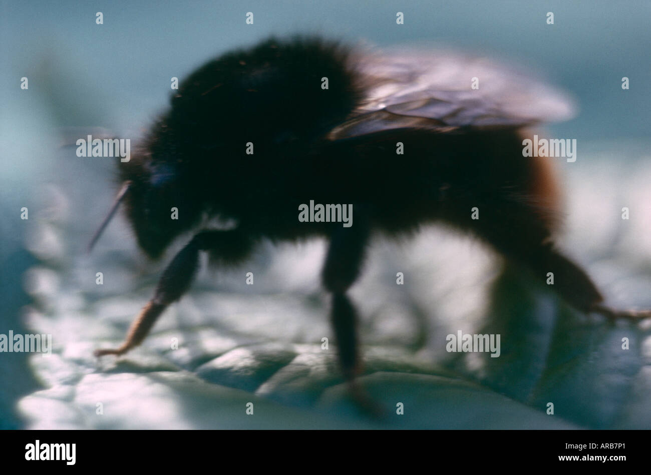 Bumble Bee on a leaf - side view Stock Photo - Alamy