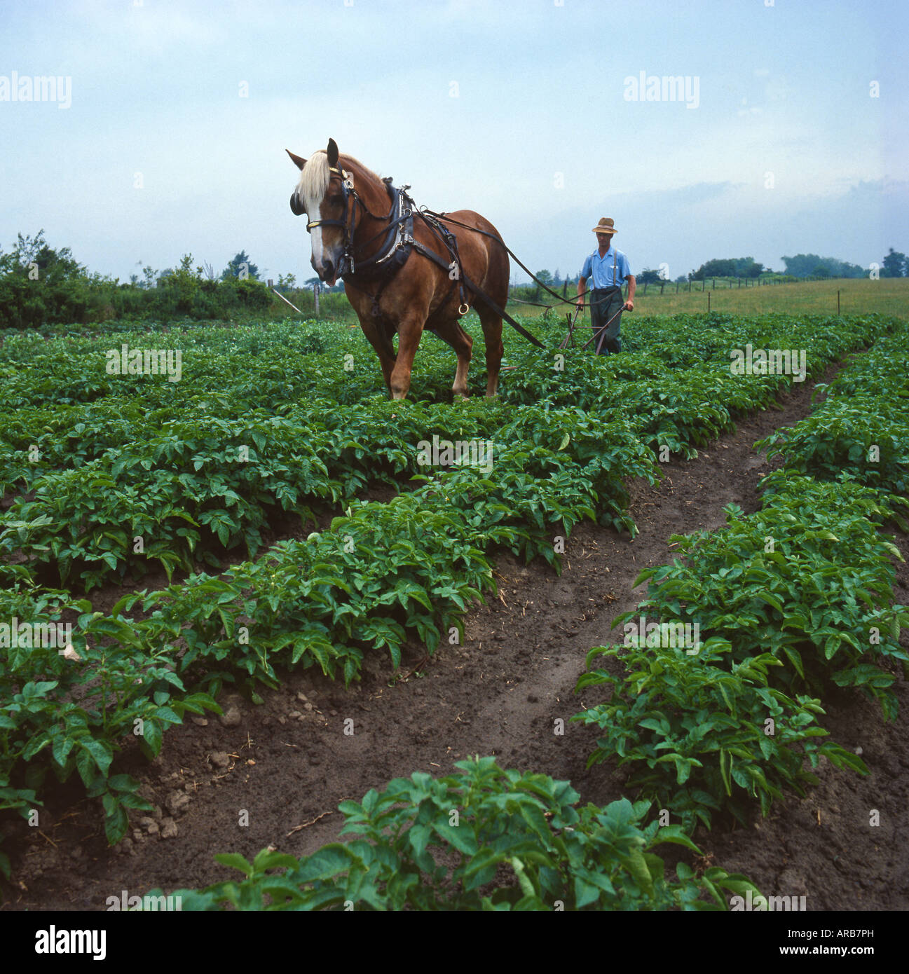 Horse plowing field hi-res stock photography and images - Alamy