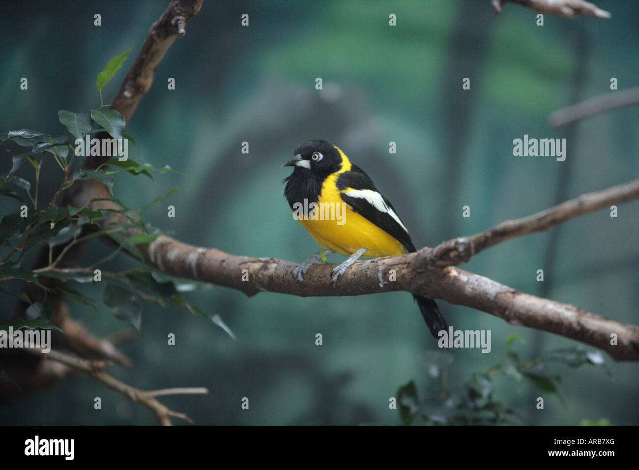 Icterus icterus hi-res stock photography and images - Alamy