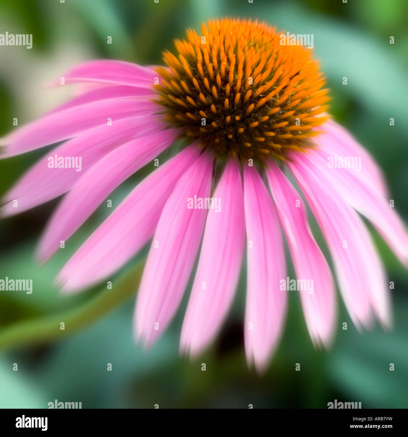 Stylized Purple Coneflower Bloom Stock Photo - Alamy