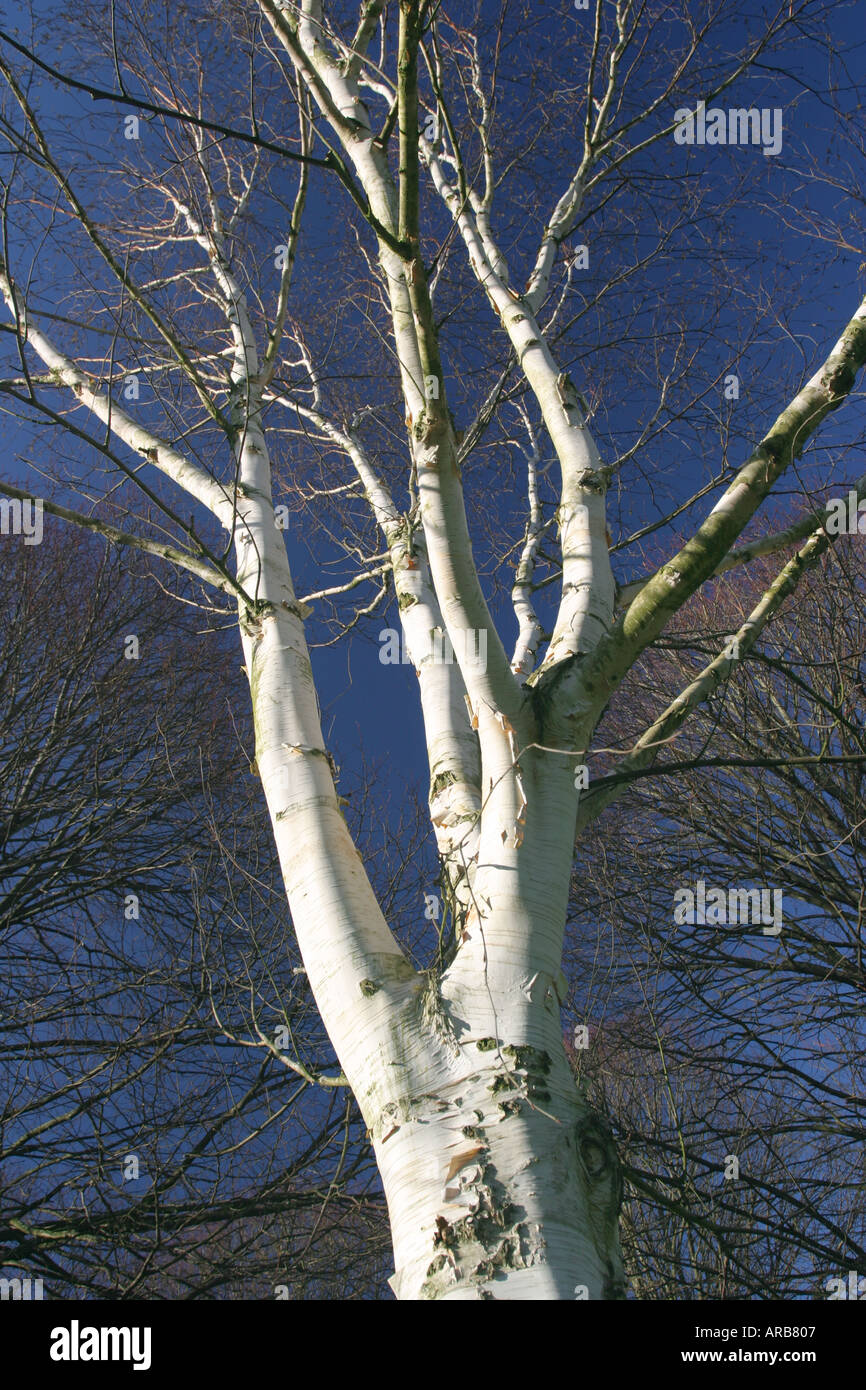 Silver birch trees in group hi-res stock photography and images - Alamy