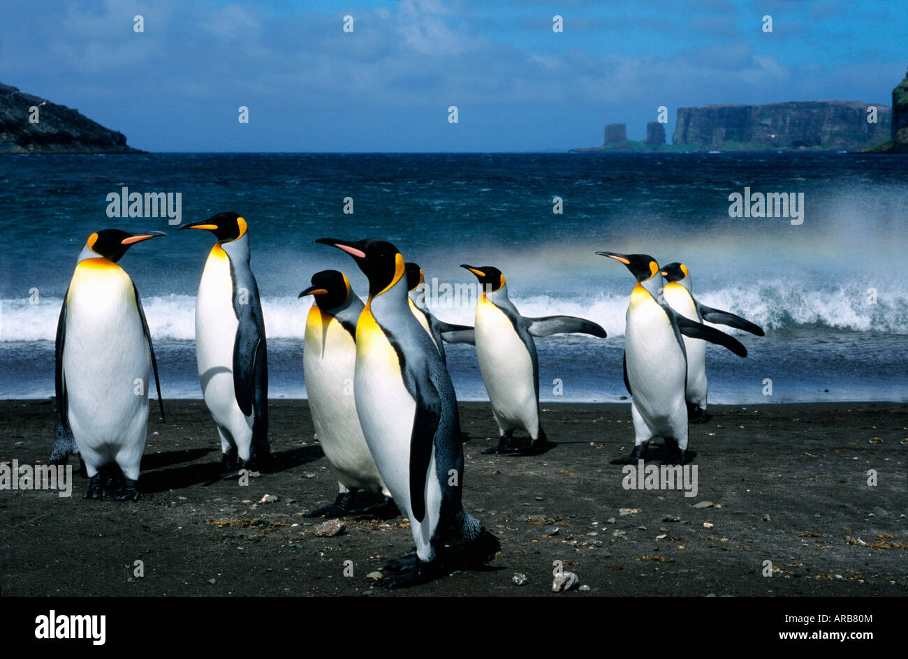 Manchot royal hi-res stock photography and images - Alamy