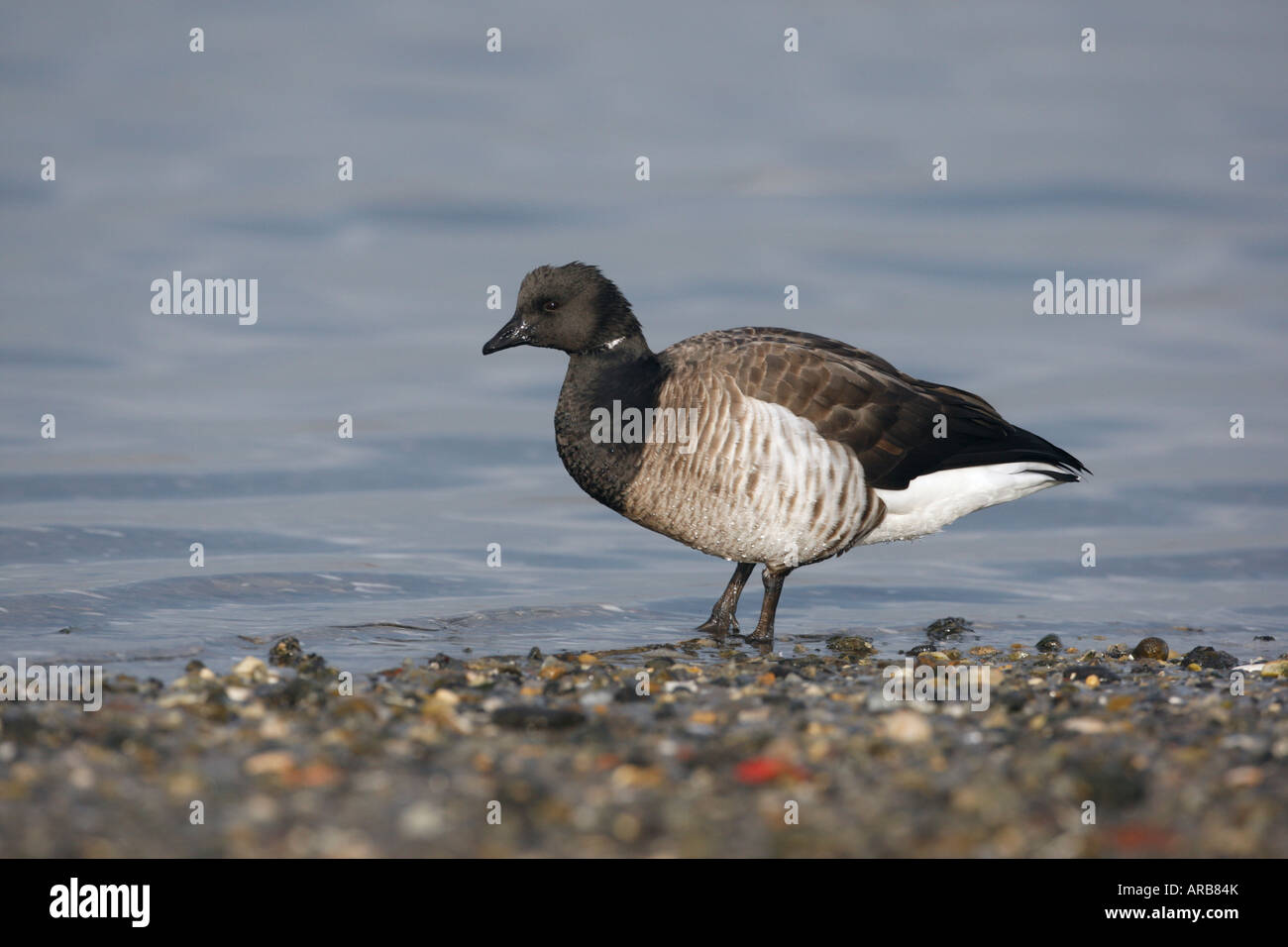 Brant goose hi-res stock photography and images - Alamy