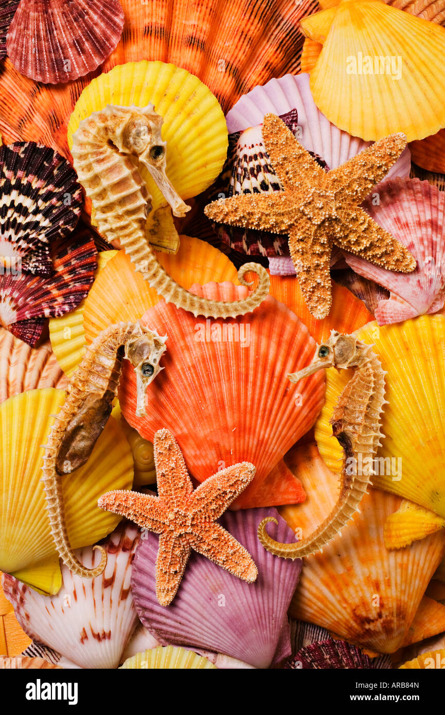 Sea horse hi-res stock photography and images - Alamy