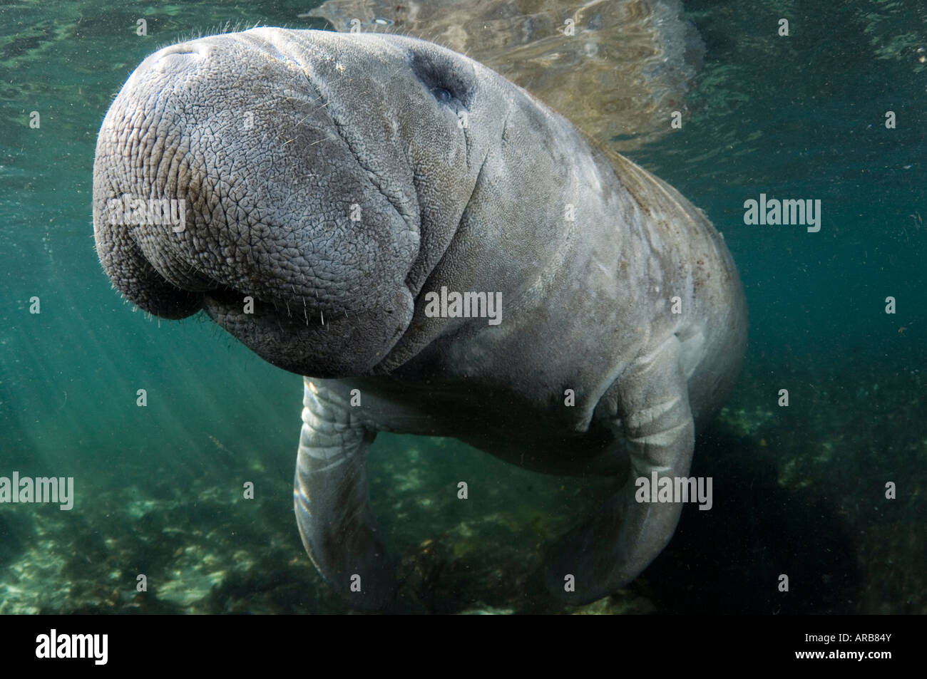 Florida Manatee Trichechus manatus latirostris photographed in Crystal ... Florida Manatee Trichechus manatus latirostris photographed in Crystal ...
