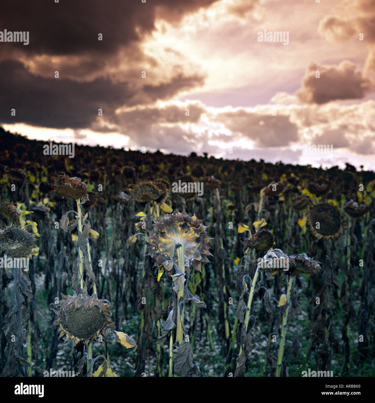 ripe field of sunflowers before the harvest Stock Photo - Alamy
