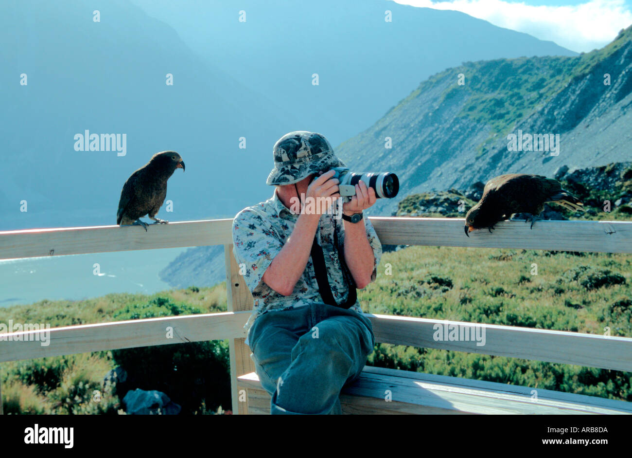 Curious Kea birds watching camera Mt Cook National Park South Island ...