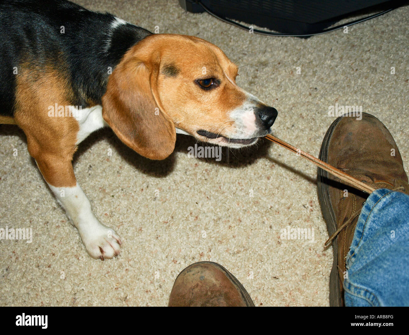 Beagle playing with a shoestring Stock Photo - Alamy