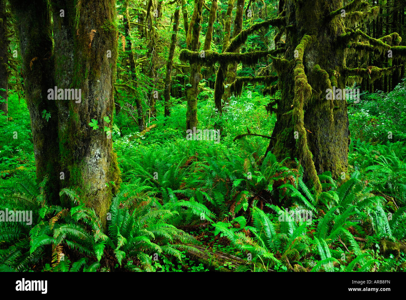 The diverse ecosystem of the Quinault Rain Forest in the Olympinc ...
