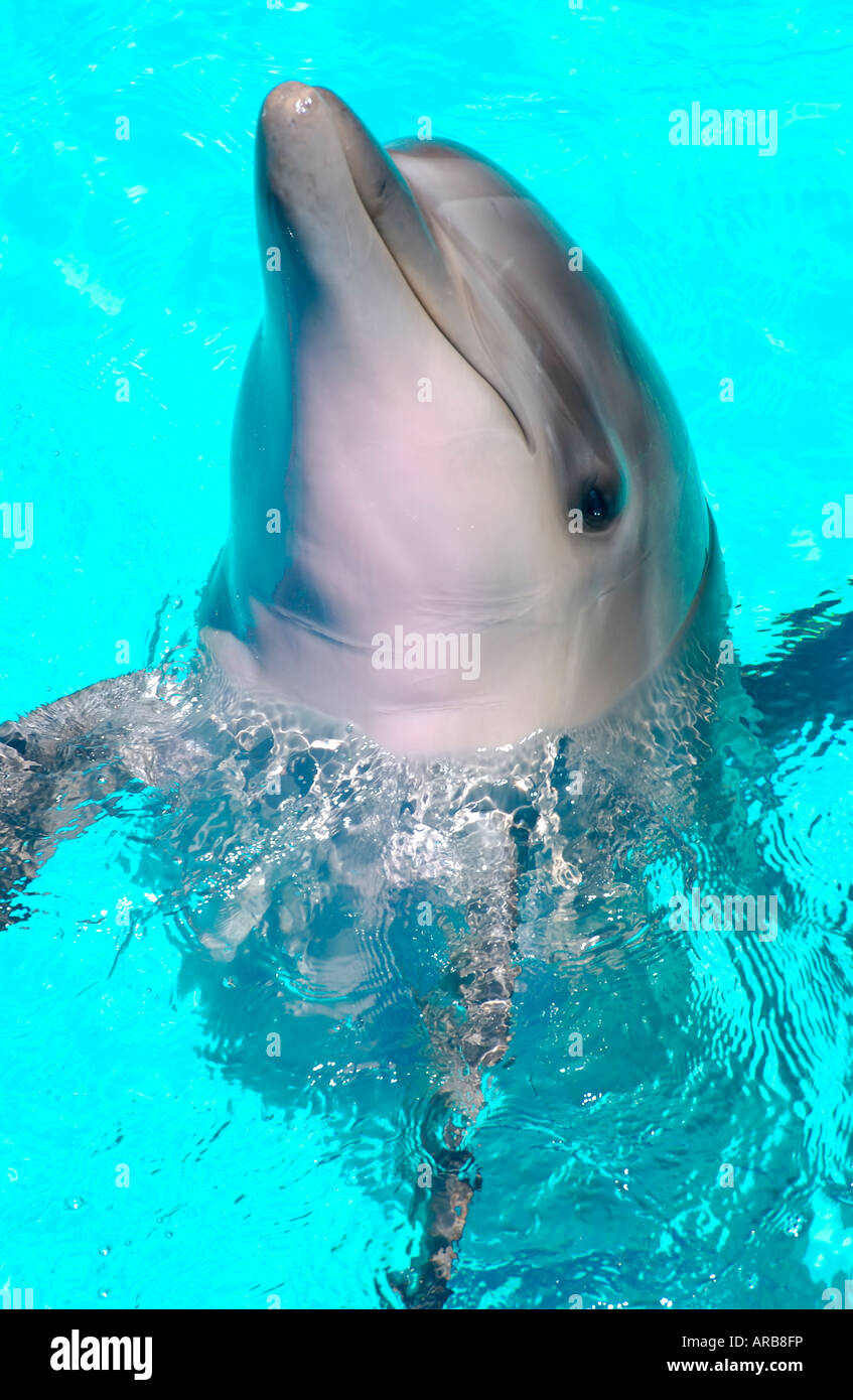 Dolphin Sonar High Resolution Stock Photography and Images - Alamy
