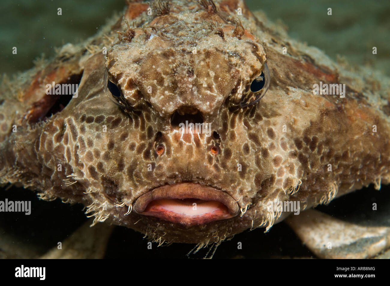Roughback Batfish