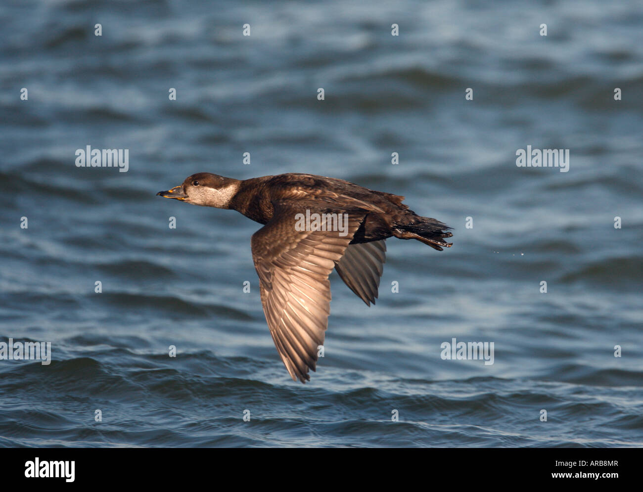 Common scoter hi-res stock photography and images - Alamy