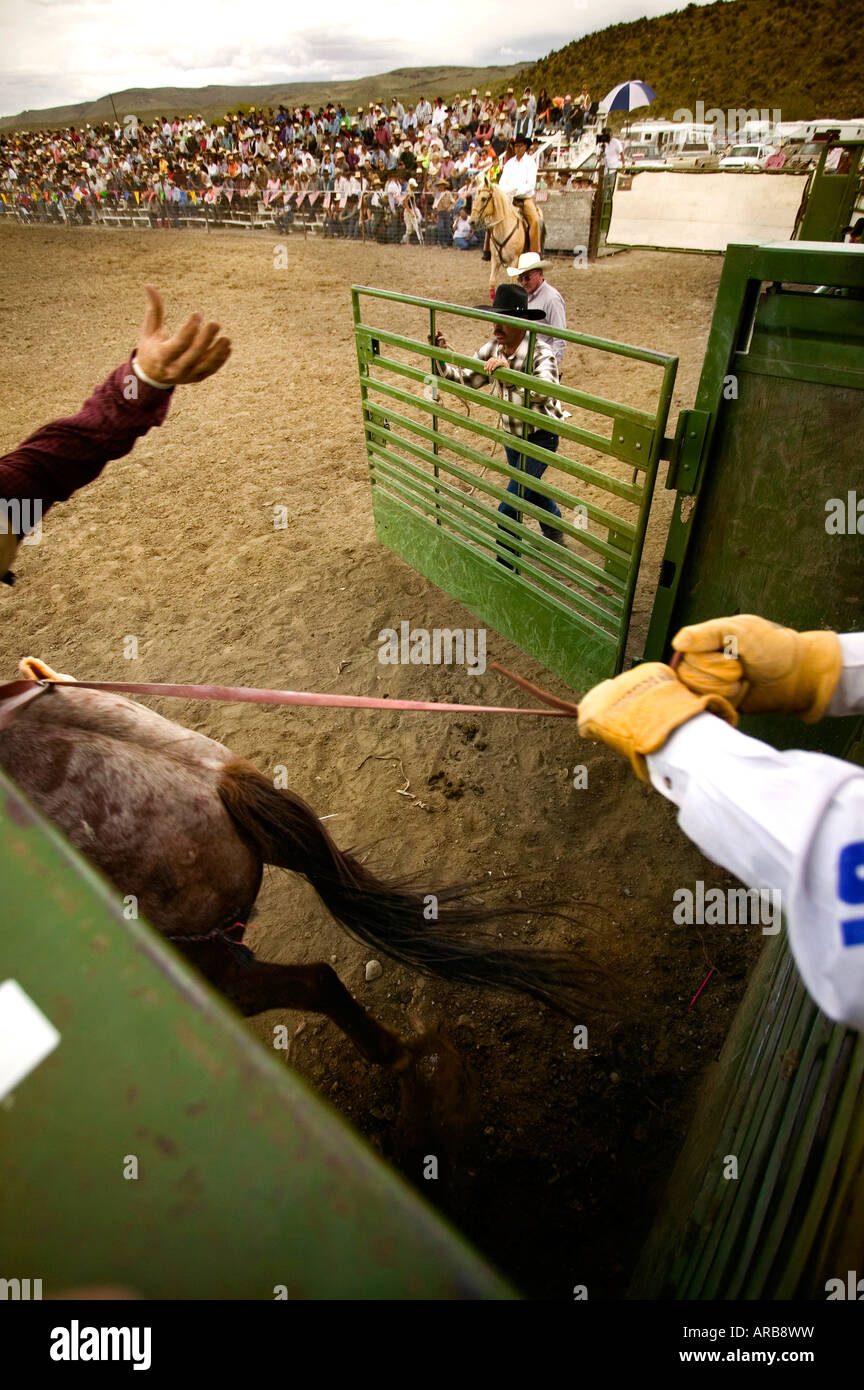 An excited bronco gets a good jump out of the chute at the Jordan ...
