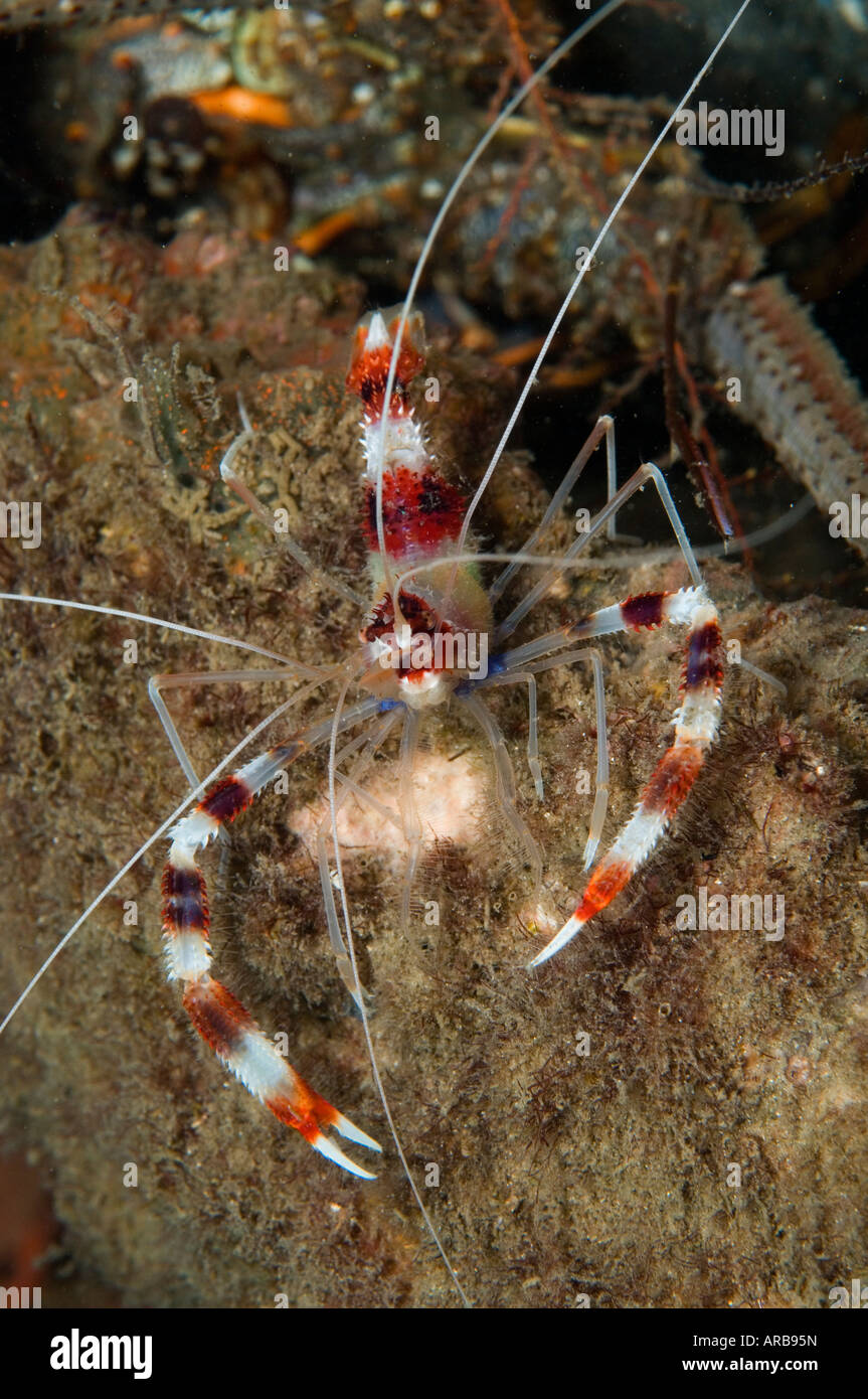 Coral Banded Shrimp Stenopus hispidus photographed in Singer Island FL ...