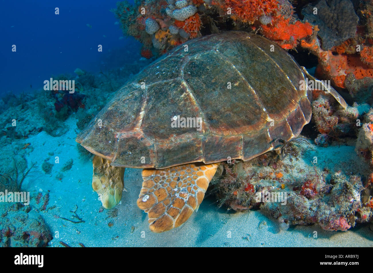 Sleeping Loggerhead Sea Turtle Caretta caretta in Juno Beach FL The ...