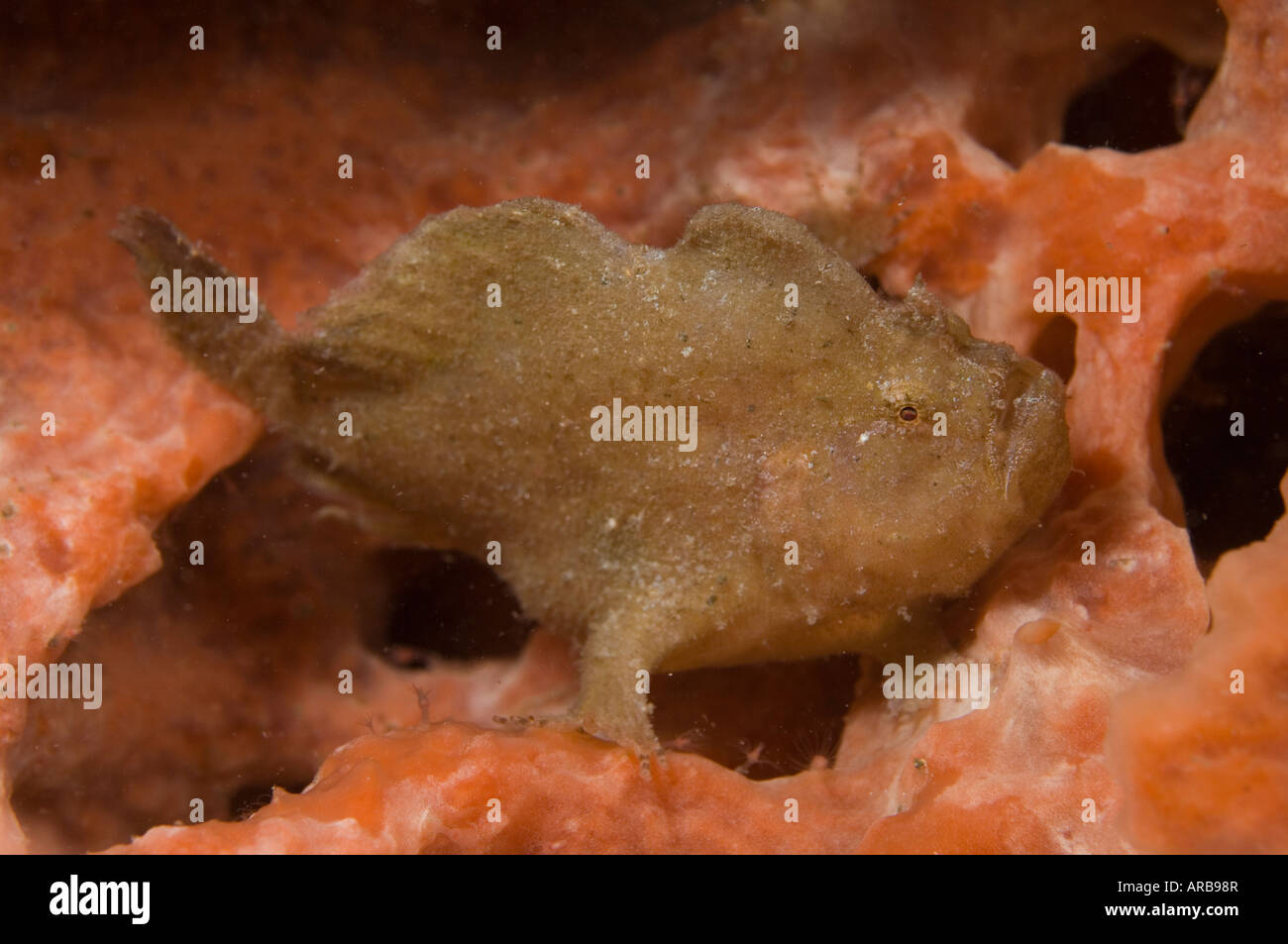 Dwarf Frogfish Antennarius pauciradiatus photographed in Singer Island ...