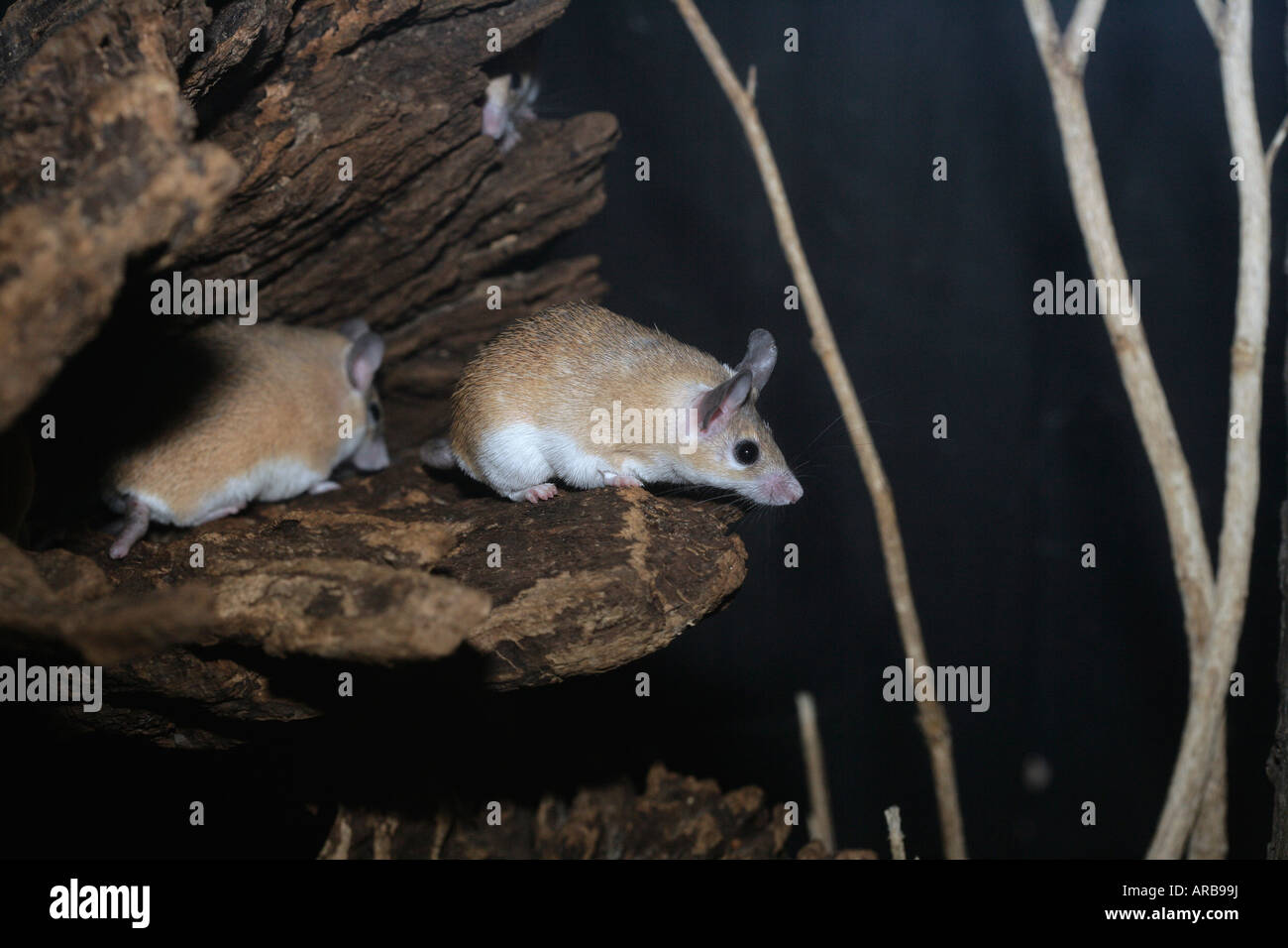 Native mouse hi-res stock photography and images - Alamy