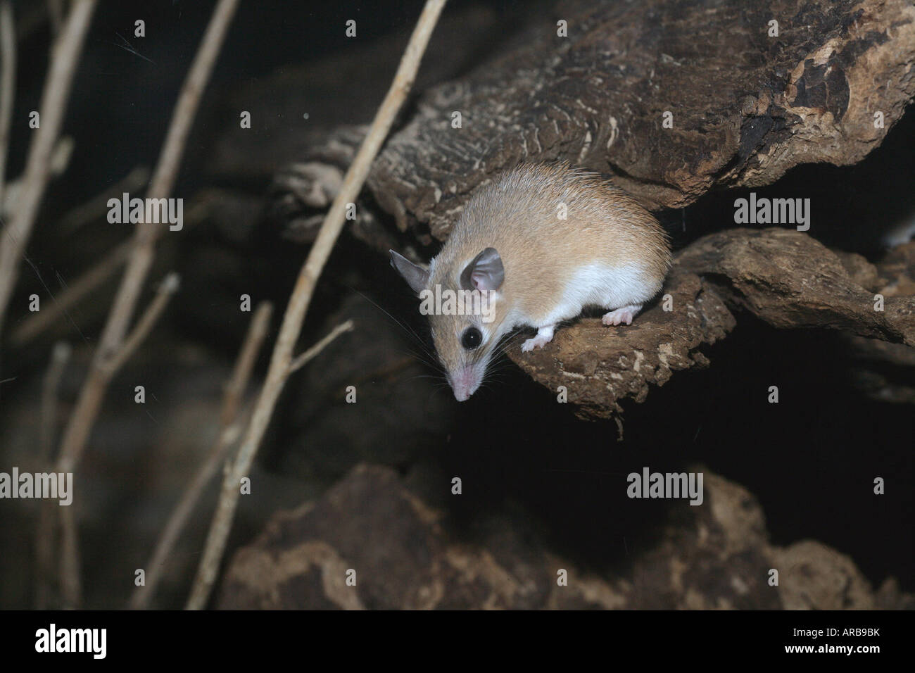Spiny mouse hi-res stock photography and images - Alamy