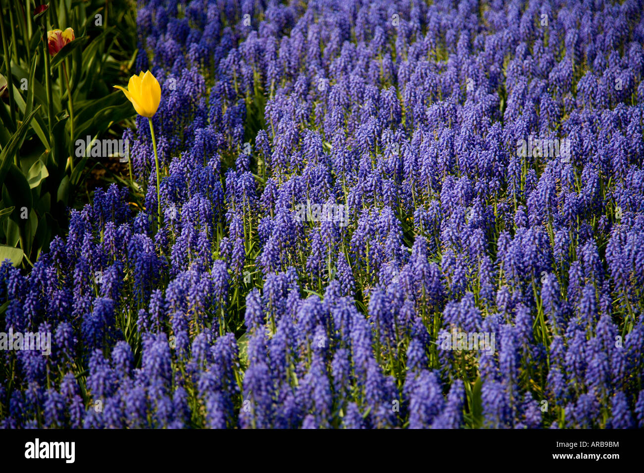 Single yellow tulip in field of indigo Stock Photo - Alamy
