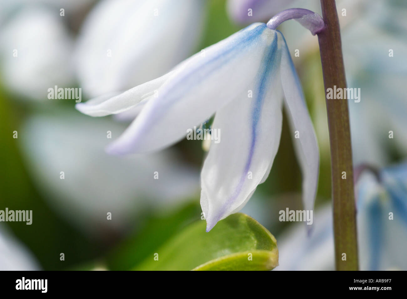 Scilla alba abloom Stock Photo - Alamy