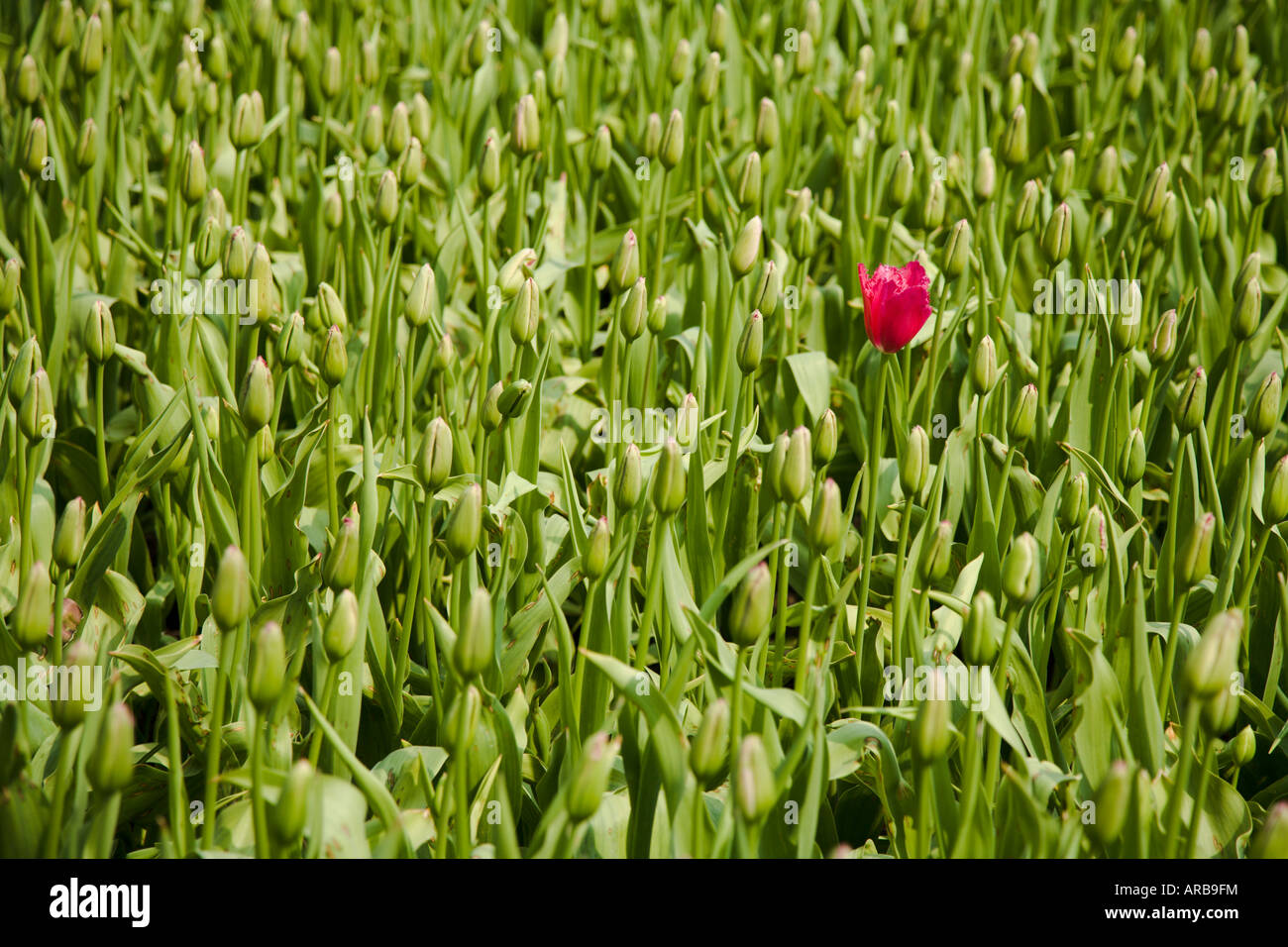 Single red tulip in field of green Stock Photo - Alamy