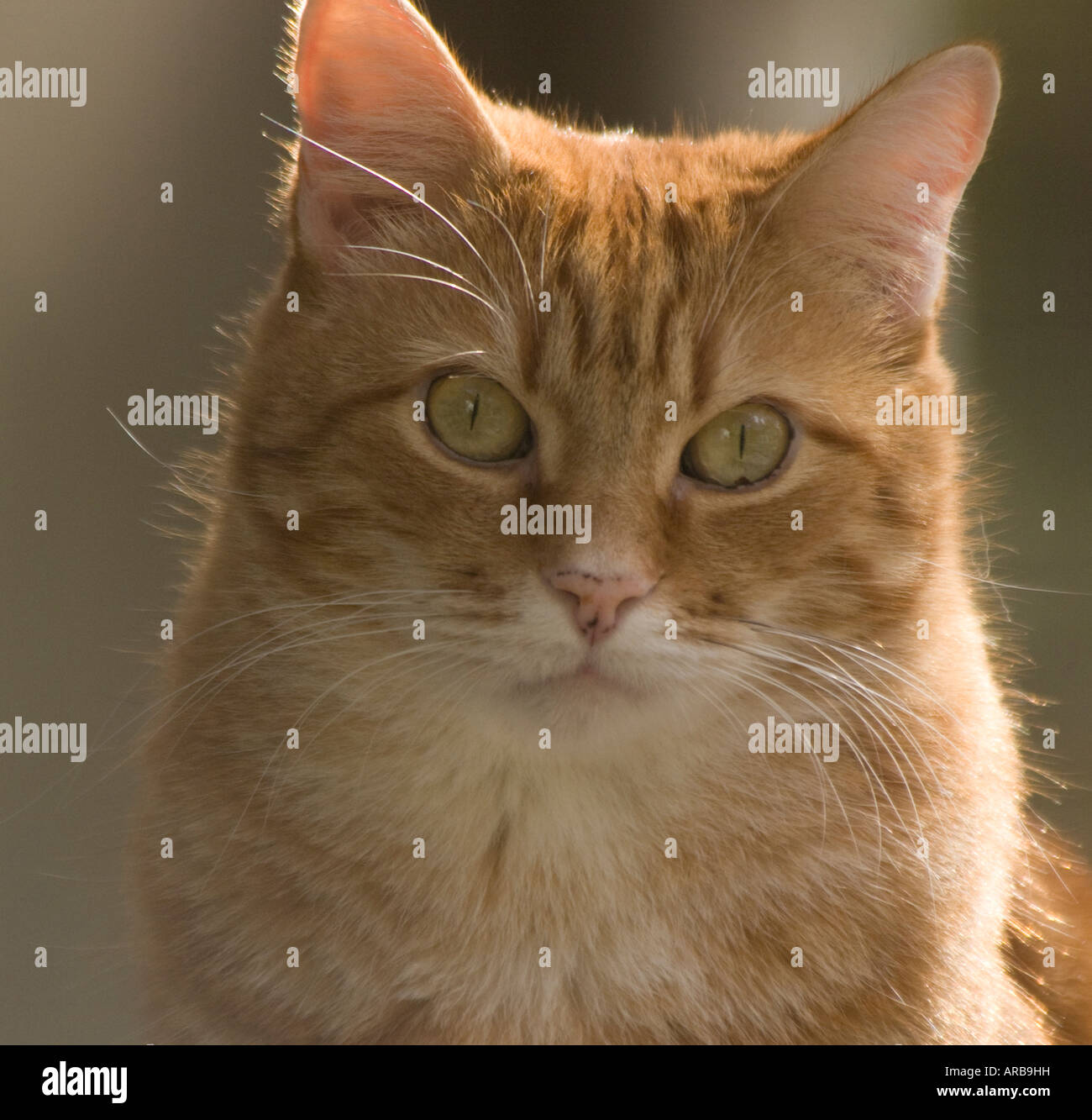 Portrait of orange tabby cat male outdoors Stock Photo - Alamy