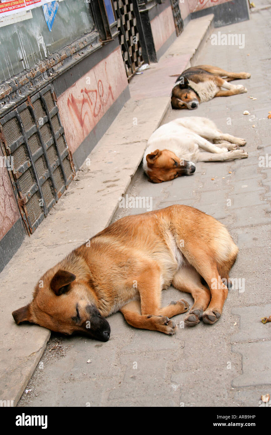 3 sleeping dogs hi-res stock photography and images - Alamy