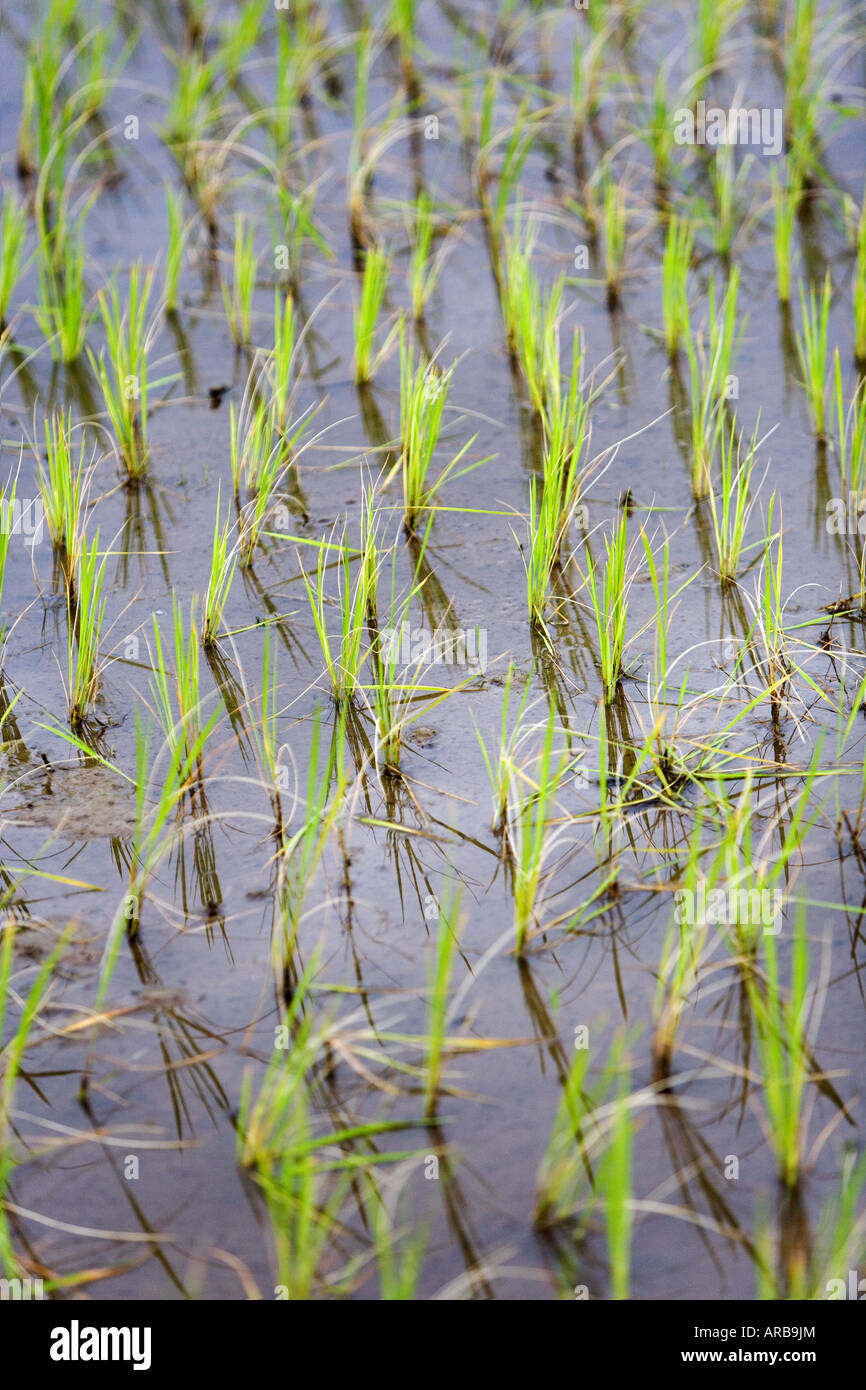 India rice paddy hi-res stock photography and images - Alamy