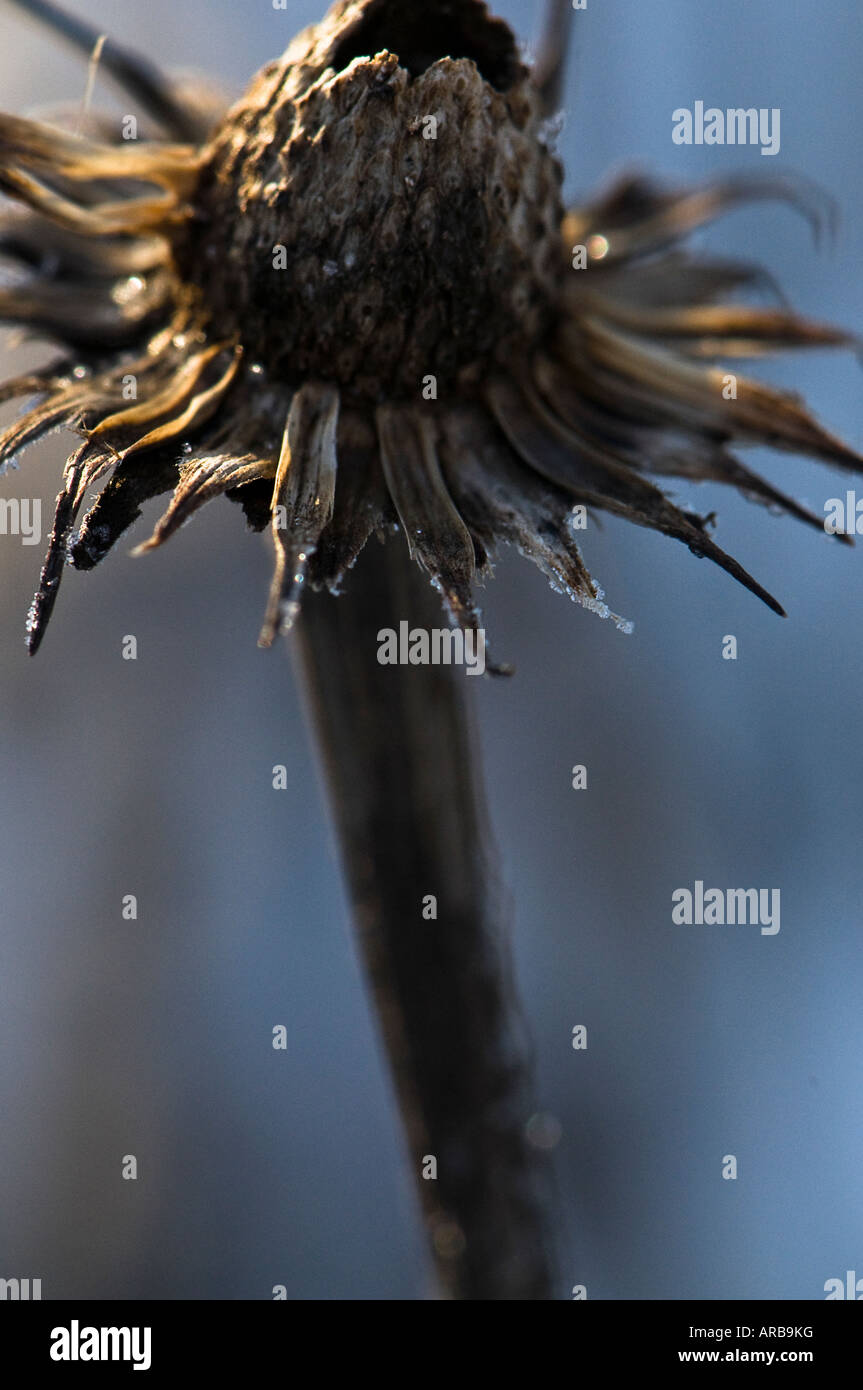 Echinacea snow cone hi-res stock photography and images - Alamy