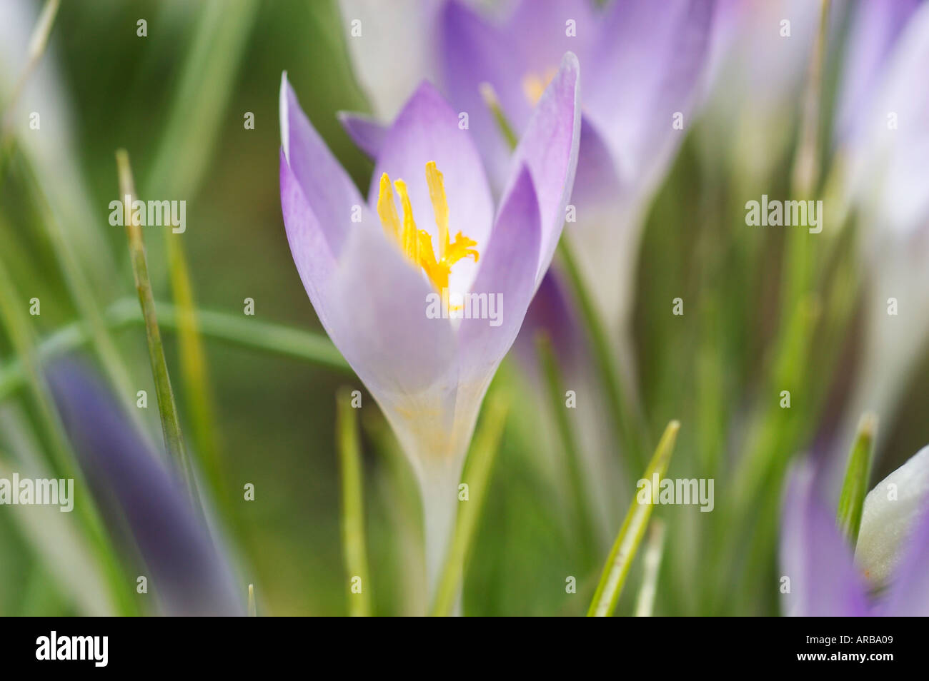 Saffron Crocus albiflorus Stock Photo - Alamy