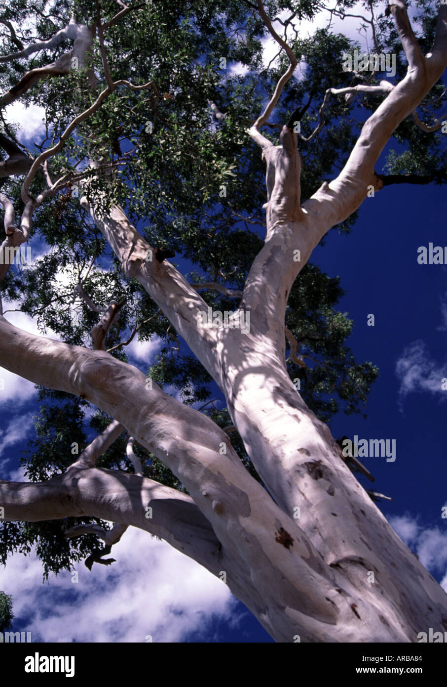 Gum tree Kununurra Western Australia Stock Photo - Alamy