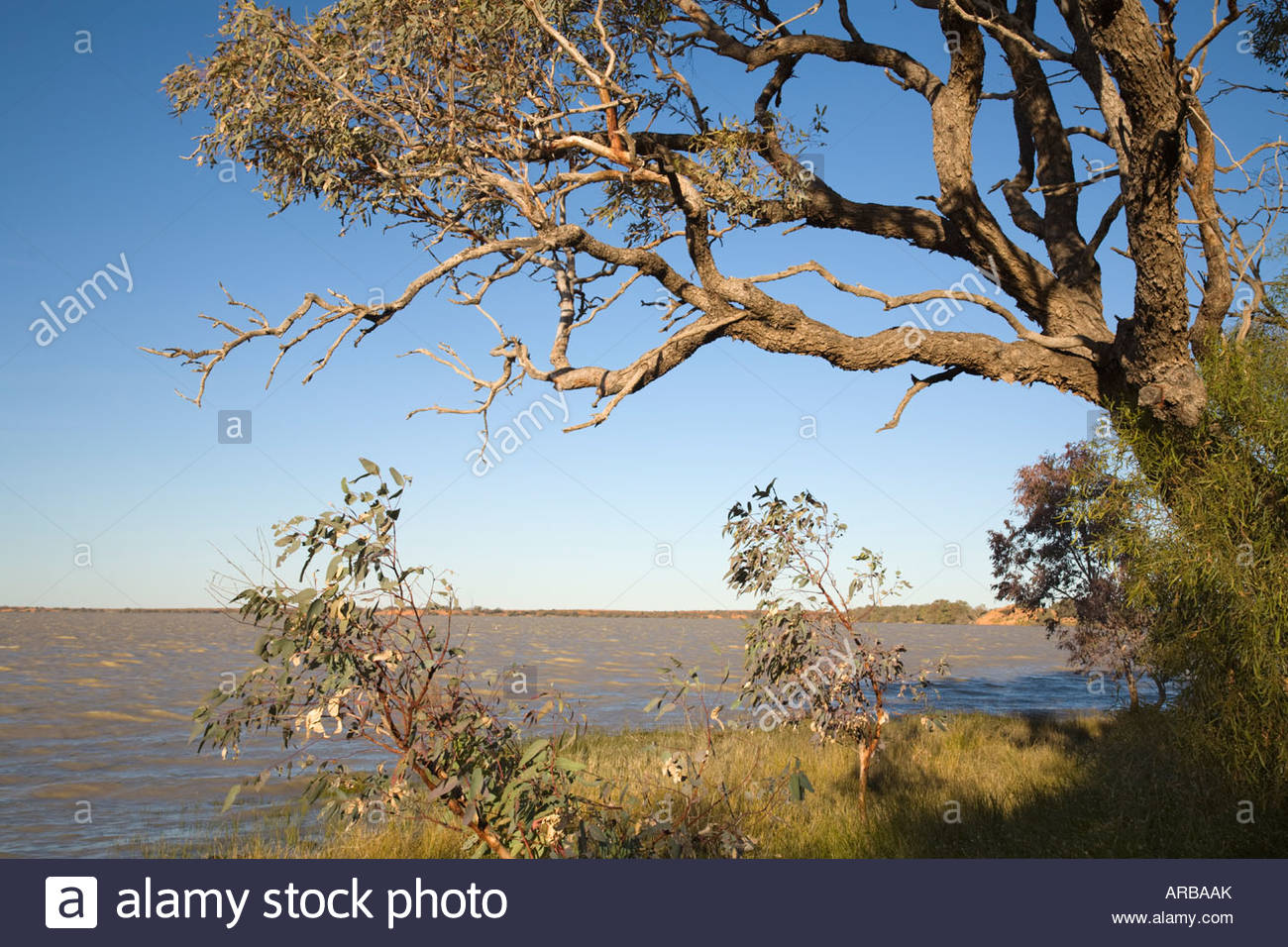 Coolibah Tree Stock Photos & Coolibah Tree Stock Images - Alamy