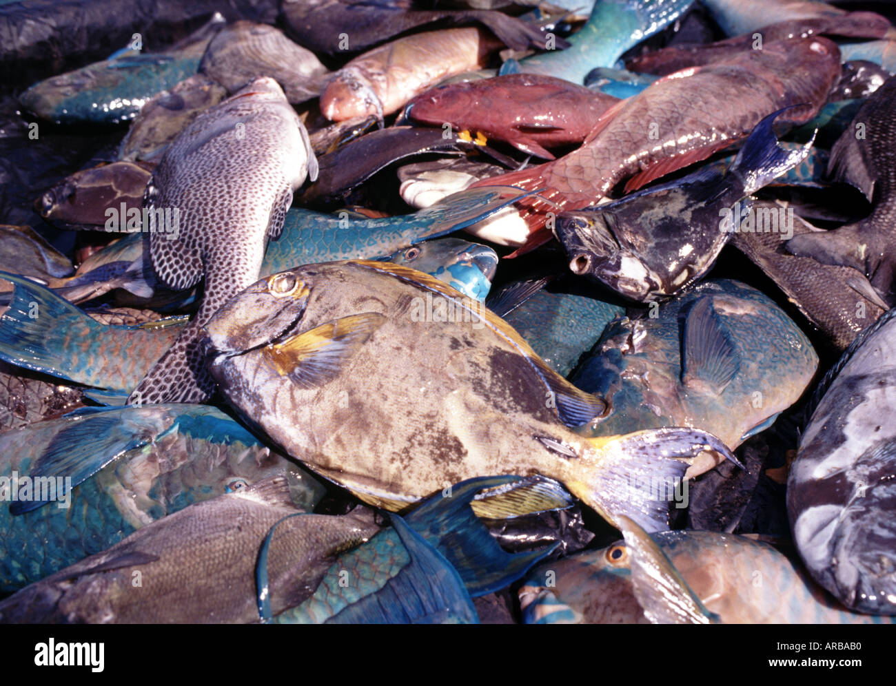 Fish catch Neiafu Tonga Stock Photo - Alamy