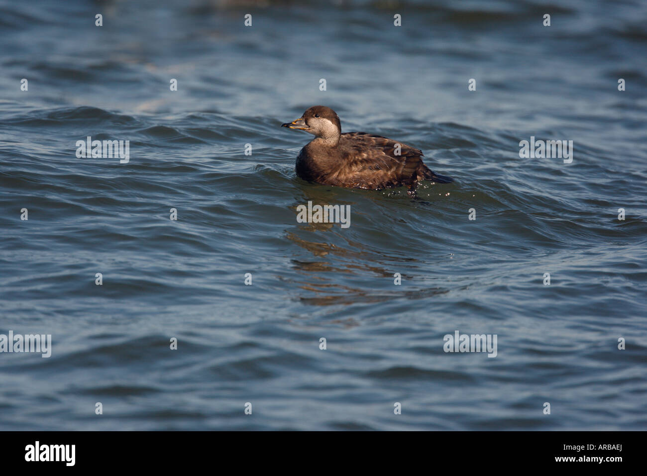 Common scoter hi-res stock photography and images - Alamy