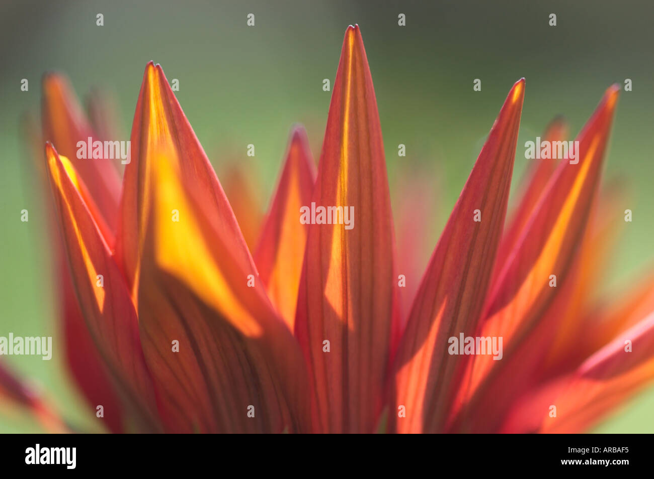 Gazania asteraceae hi-res stock photography and images - Alamy