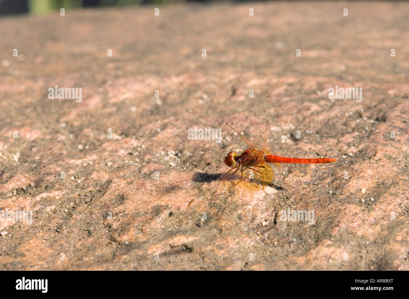 Scarlet percher dragonfly hi-res stock photography and images - Alamy
