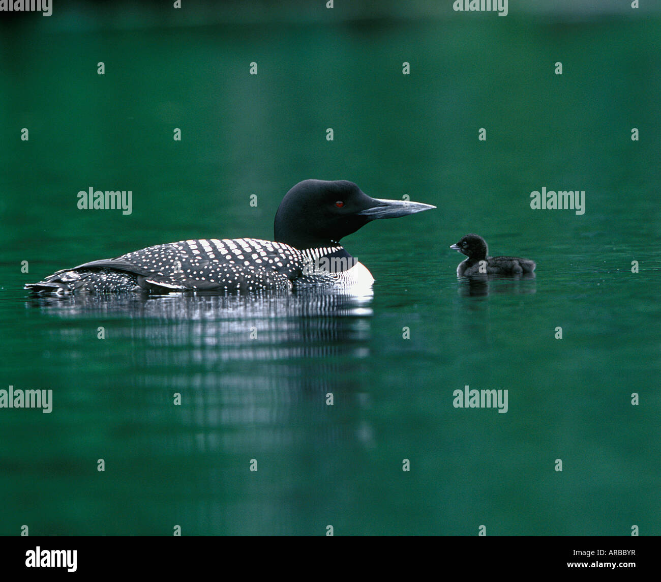 Common Loon with chick Stock Photo - Alamy