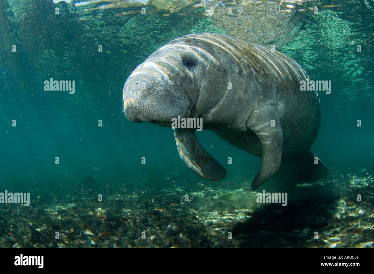 Florida Manatee Trichechus manatus latirostris photographed in Crystal ... Florida Manatee Trichechus manatus latirostris photographed in Crystal ...